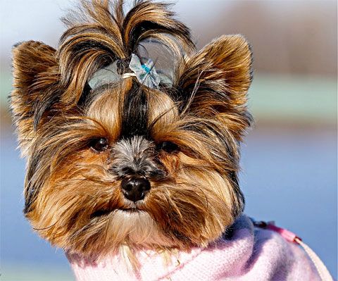 Yorkshire: Tudo sobre a raça