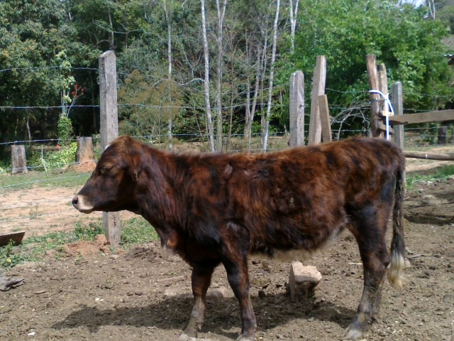 SÍTIO MORADA DAS AVES: mini vaca