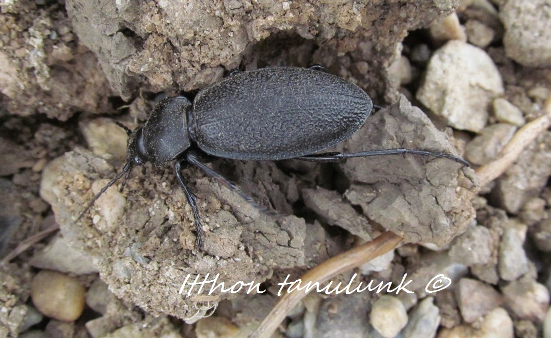 Itthon tanulunk: Bogarak