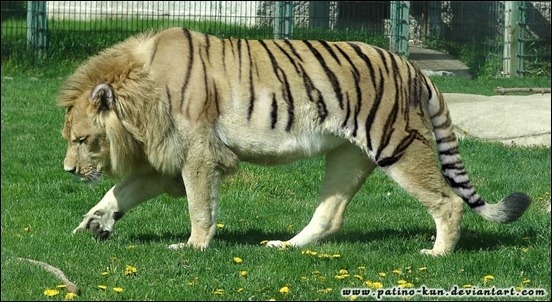 The Adventure's Of Ralph: If you love Ligers!