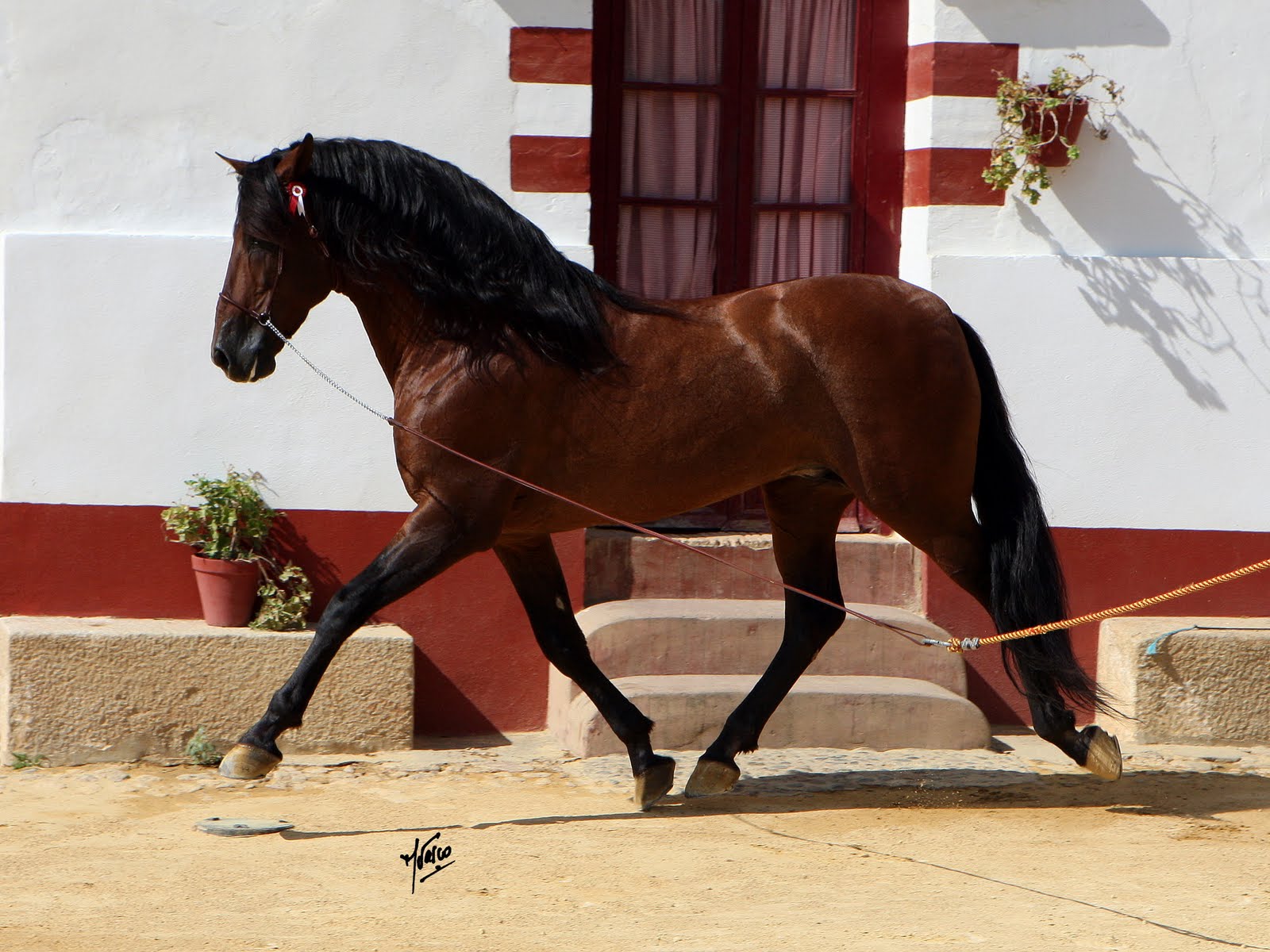 El mundo de los caballos: CABALLO DE PURA RAZA ESPAÑOLA