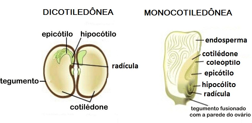 QUIMICABIOLOGICA: A FORMAÇÃO DOS TECIDOS EMBRIONÁRIOS E A SEMENTE