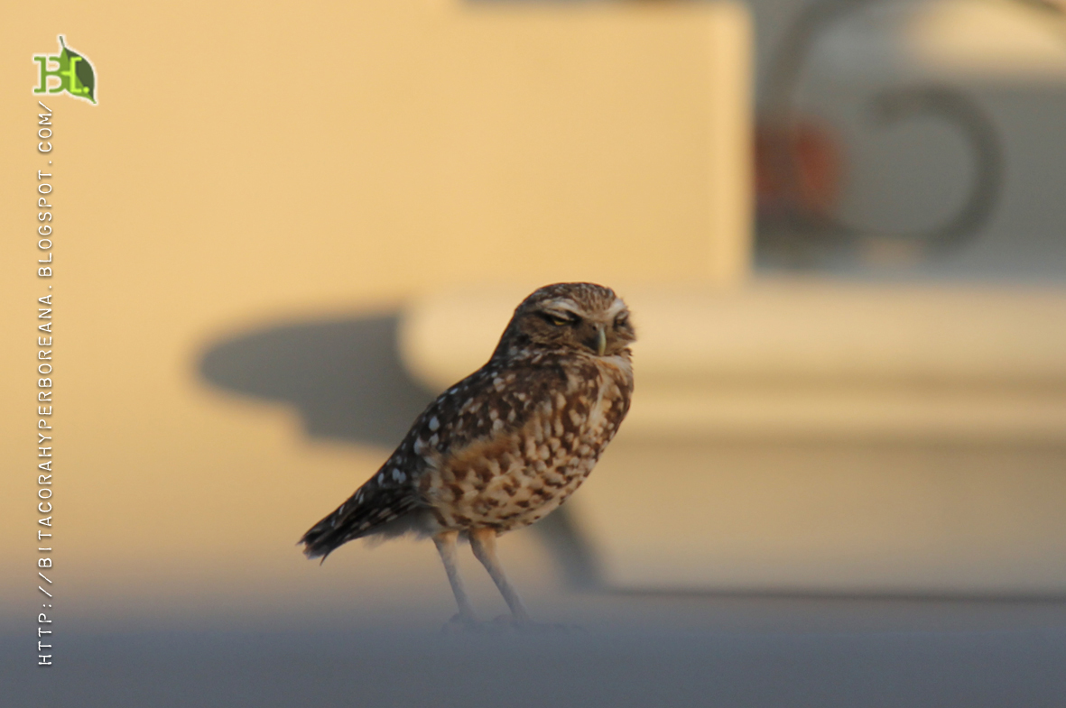 Bitácora Hyperboreana: 05.11