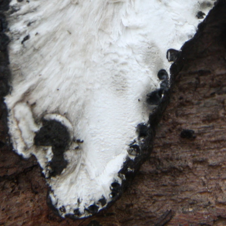 El mundo microscópico de los hongos: Xylaria polymorpha (Pers.) Grev.