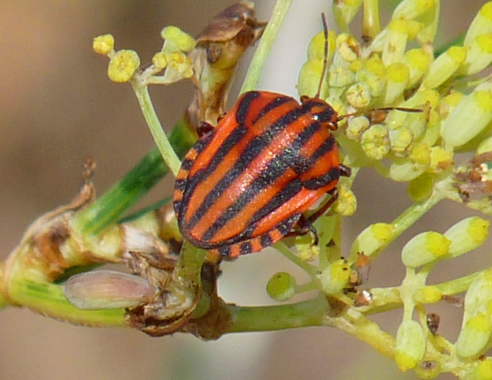 Wild and Wonderful: Eye-catching Insects (2): Spilostethus pandurus ~ a ...