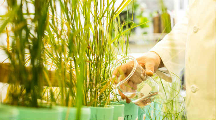 Rumput Bisa Menetralkan Senyawa Beracun untuk Membuat Udara Bersih