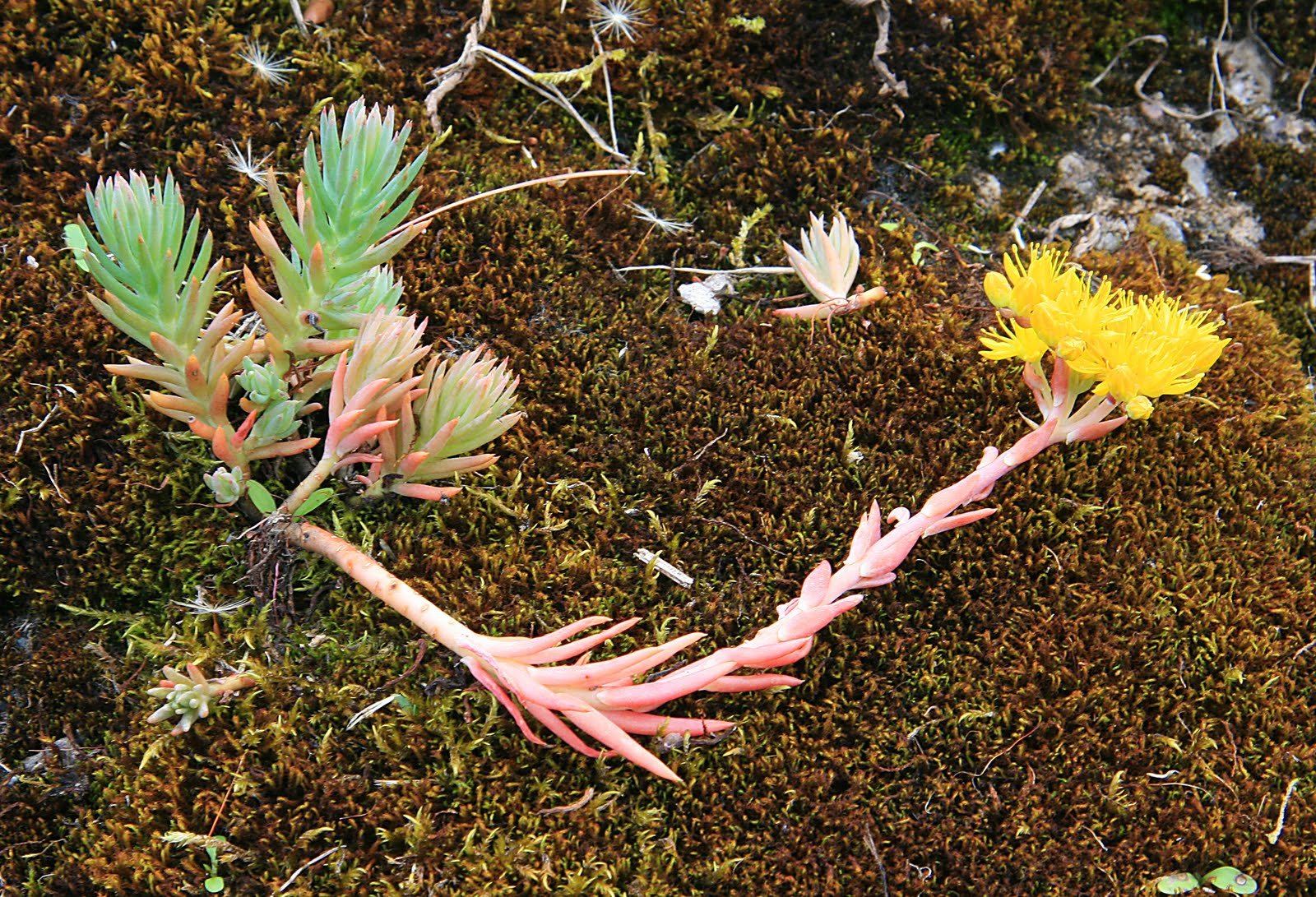 Friends of Chorlton Meadows: Stonecrops