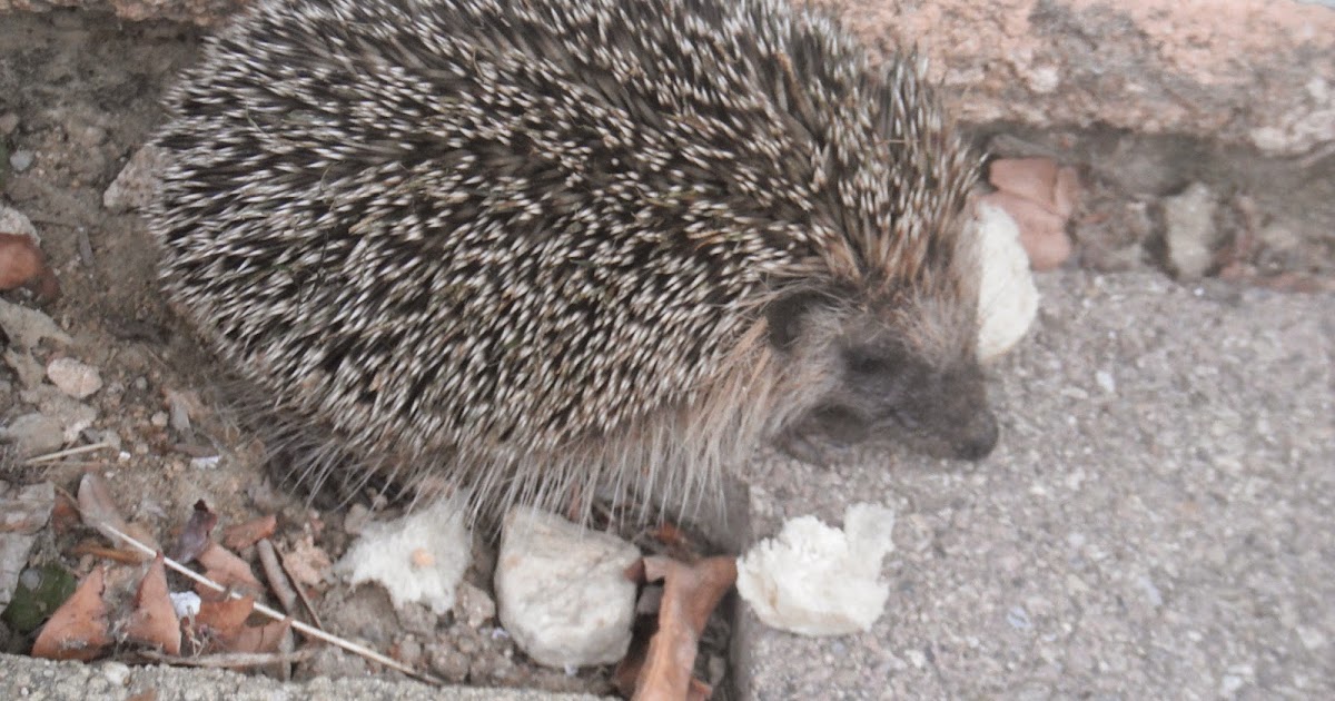 TOUCHE A TOUT, LE RETOUR.........: UN HERISSON SUR LE PAILLASSON ...