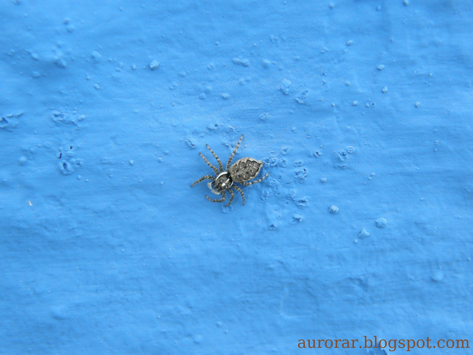 Aurorar: Aranha em fundo azul