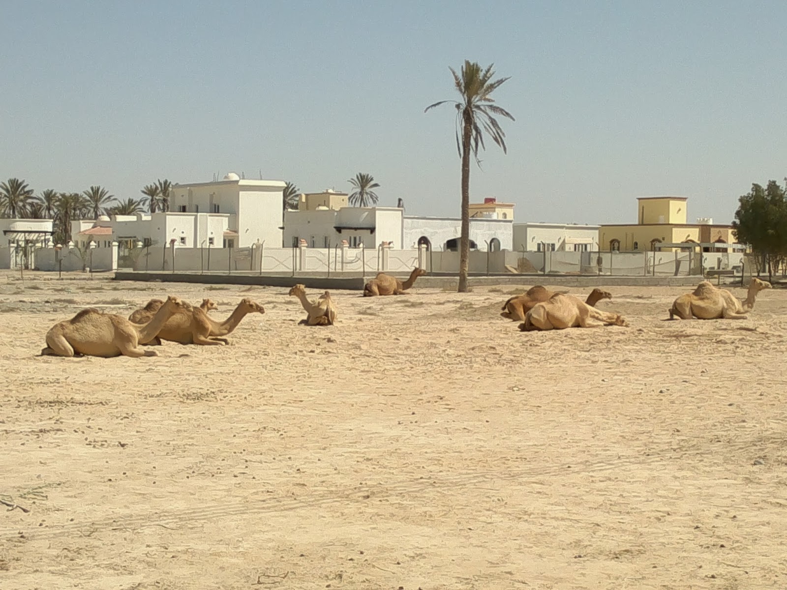 Mumbaikars In Muscat: A visit to Barka Zoo