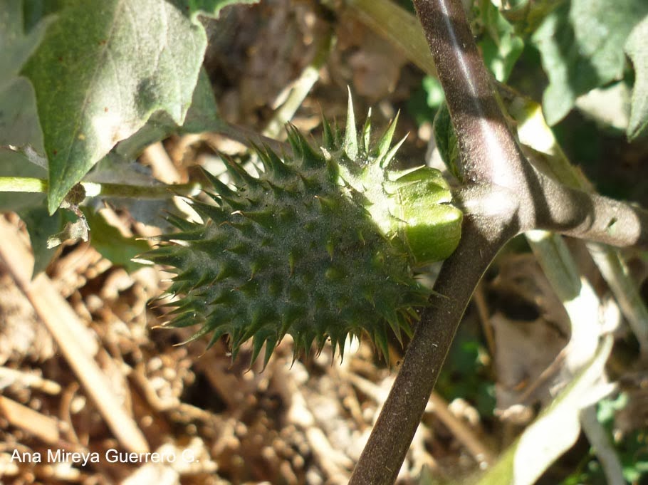 Ecuador: personajes y especies (Galápagos y Continente): Flora de Quito ...