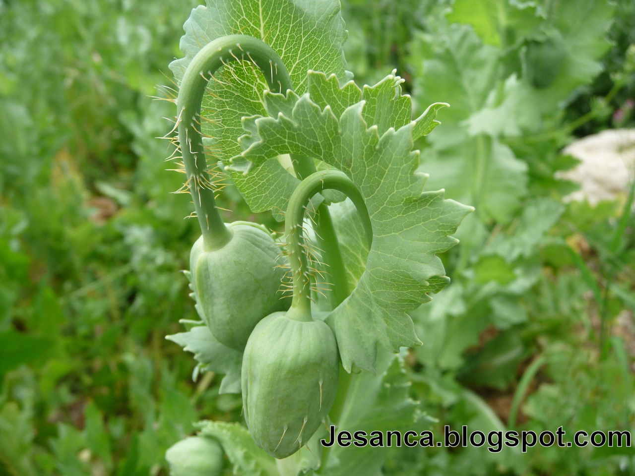 JESANCA: La adormidera o " planta del opio