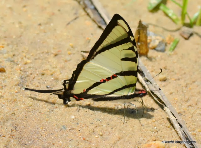 The Forested Path (and Beyond): BUTTERFLIES of RAUB: The Fourbar ...
