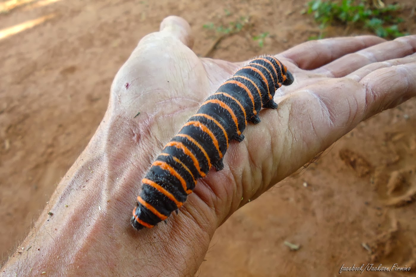 Predador de Imagens: MANDRUVÁ - Larva da Mariposa