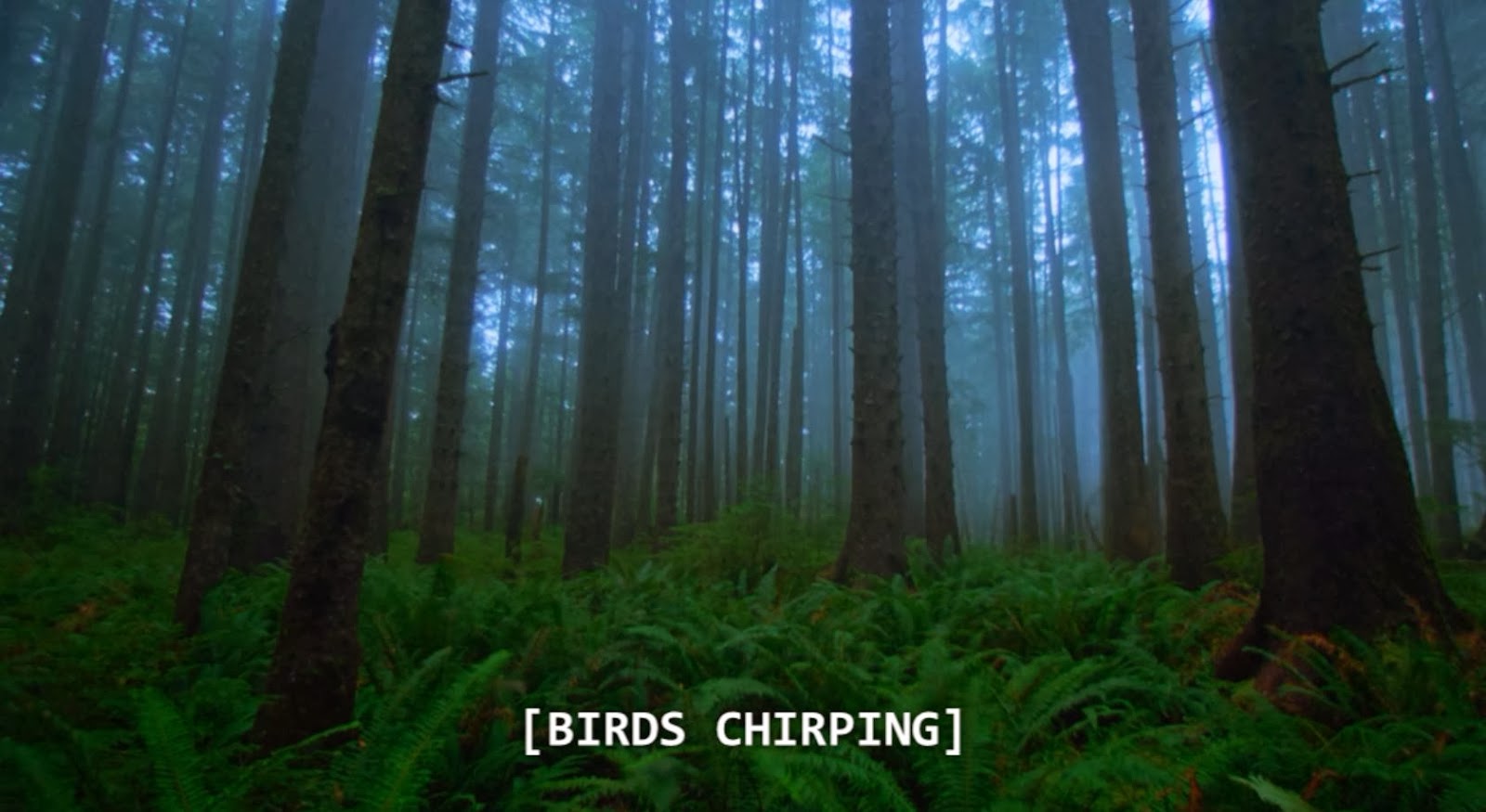 RW PAISAGISMO: ESPECIAL: 'MOVING ART: FORESTS' BY LOUIE SCHWARTZBERG