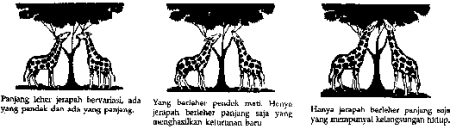 Dunia Antropologi : Teori Evolusi Charles Darwin