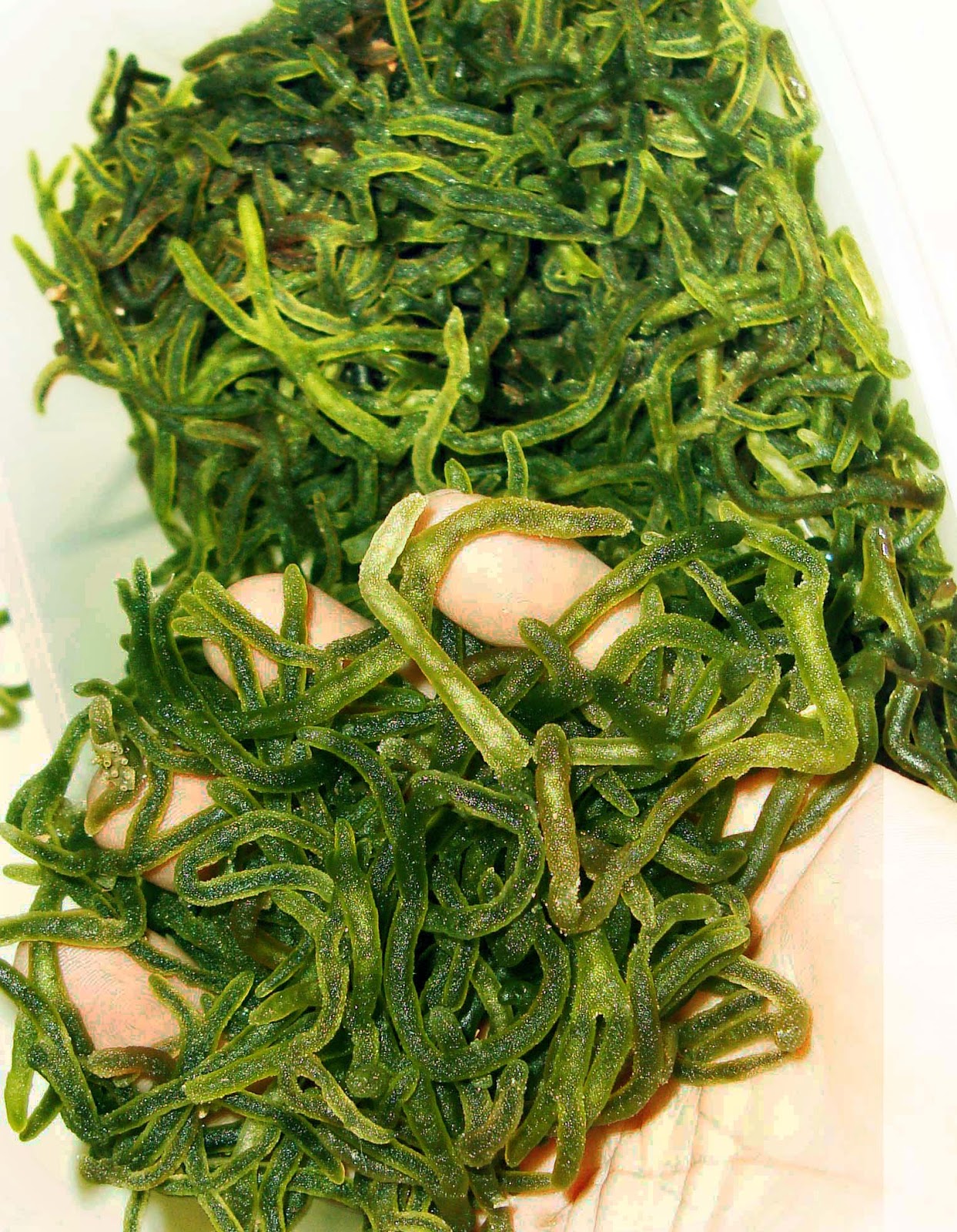 Living with Nature - School on Blog by Dr. Abercio V. Rotor: Lawin ...