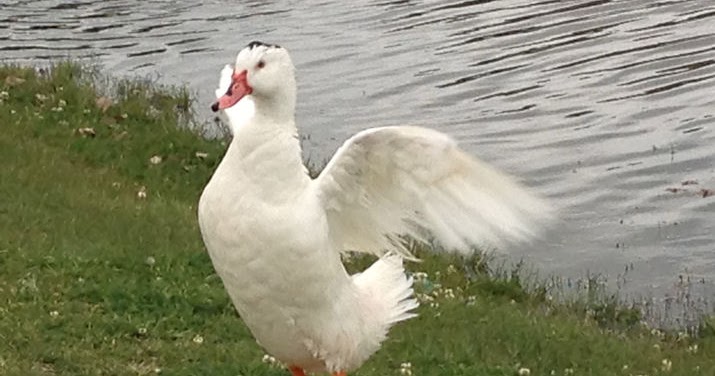 Terrell Daily Photo: Paparazzi catches the Aflac duck hiding out in ...