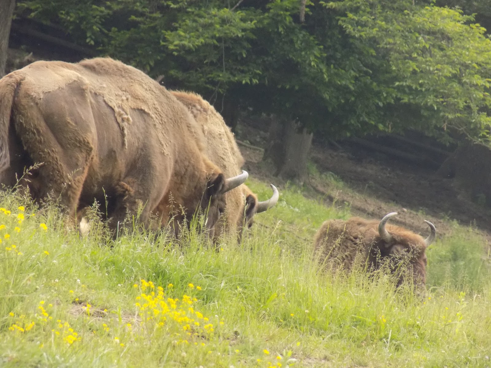 arome-fel-de-fel-amalia: DE VIZITAT, IN ROMANIA- REZERVATIA DE ZIMBRI