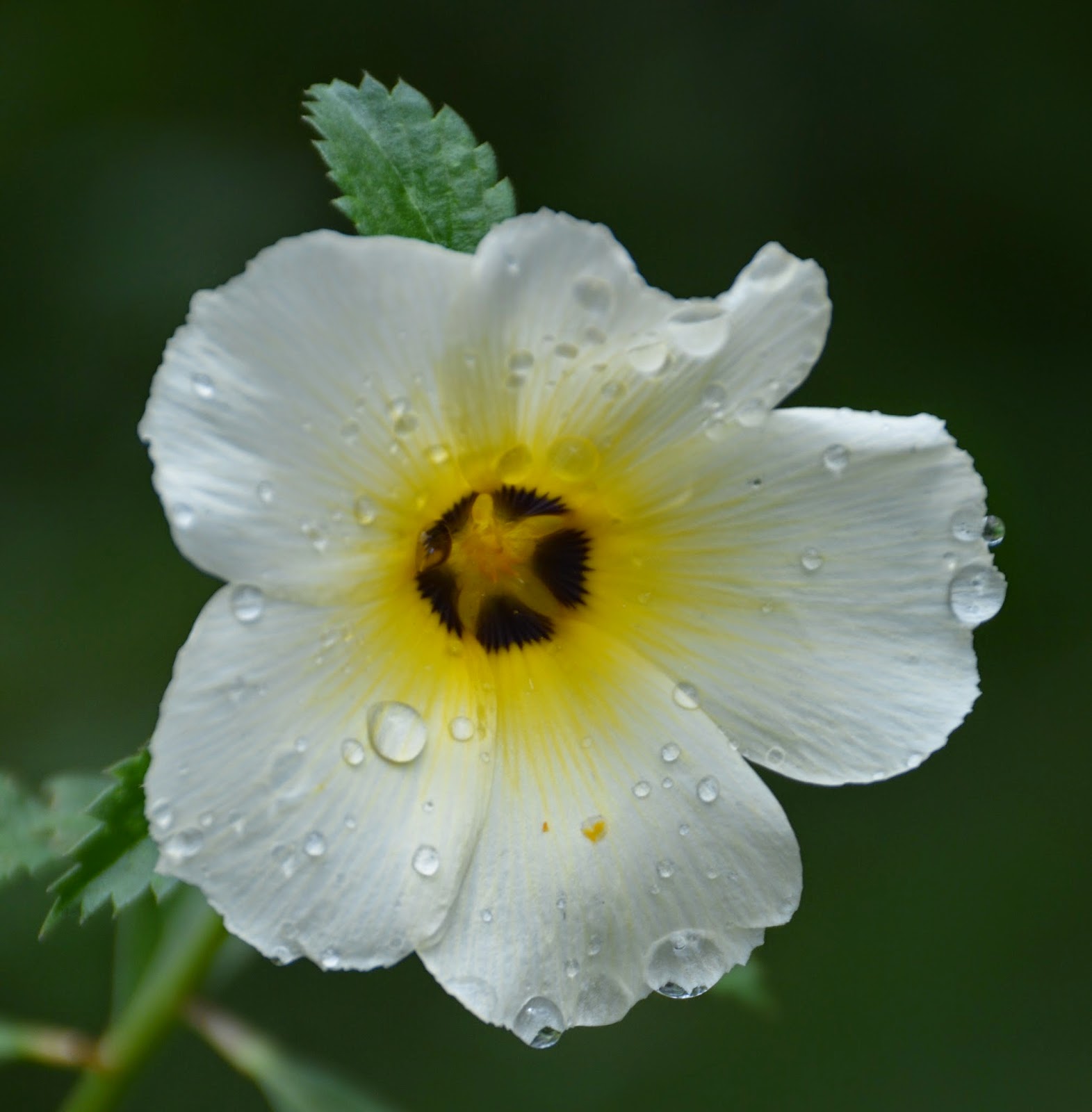 Tropical Biodiversity - Santarém - Pará - Brasil: Sida flower