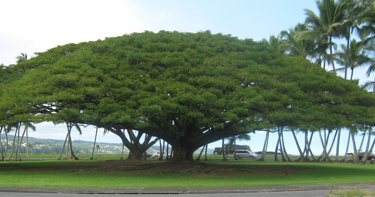 Garden Guy Hawaii: Why is a Rain Tree Called a Rain Tree?