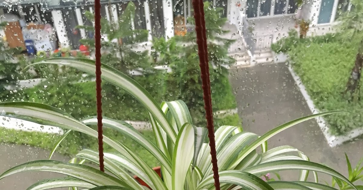 My Vertical Gardens: Vertical Gardens - Airplane plant