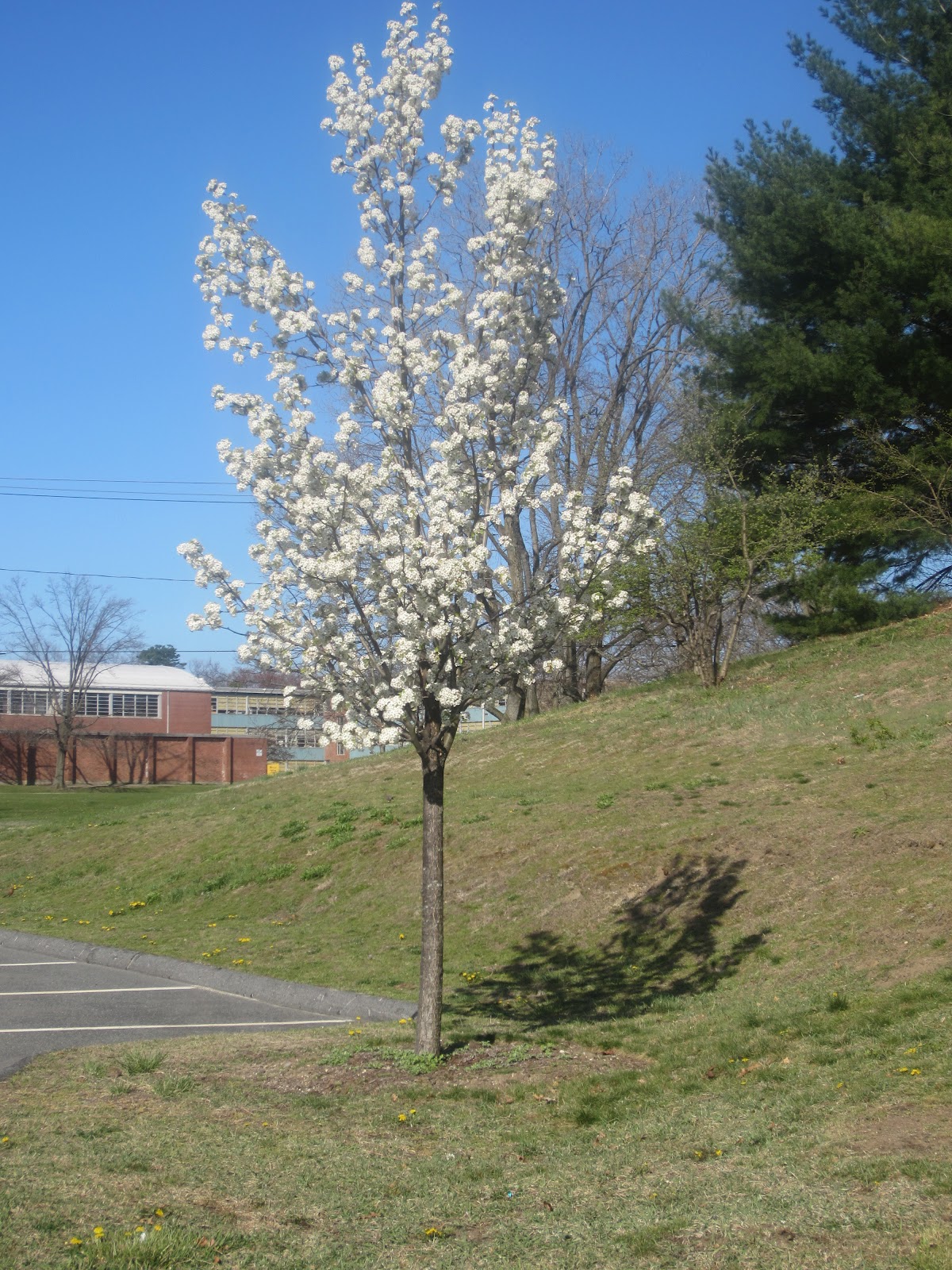 Reviewing The Landscape With Eddie: Blooming In White @ W.N.E.U.Snow ...