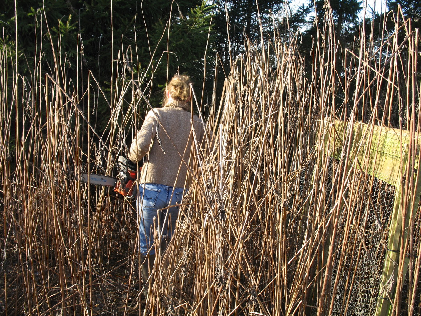 Milkweed & Teasel: Of Christmas trees and cobbling together