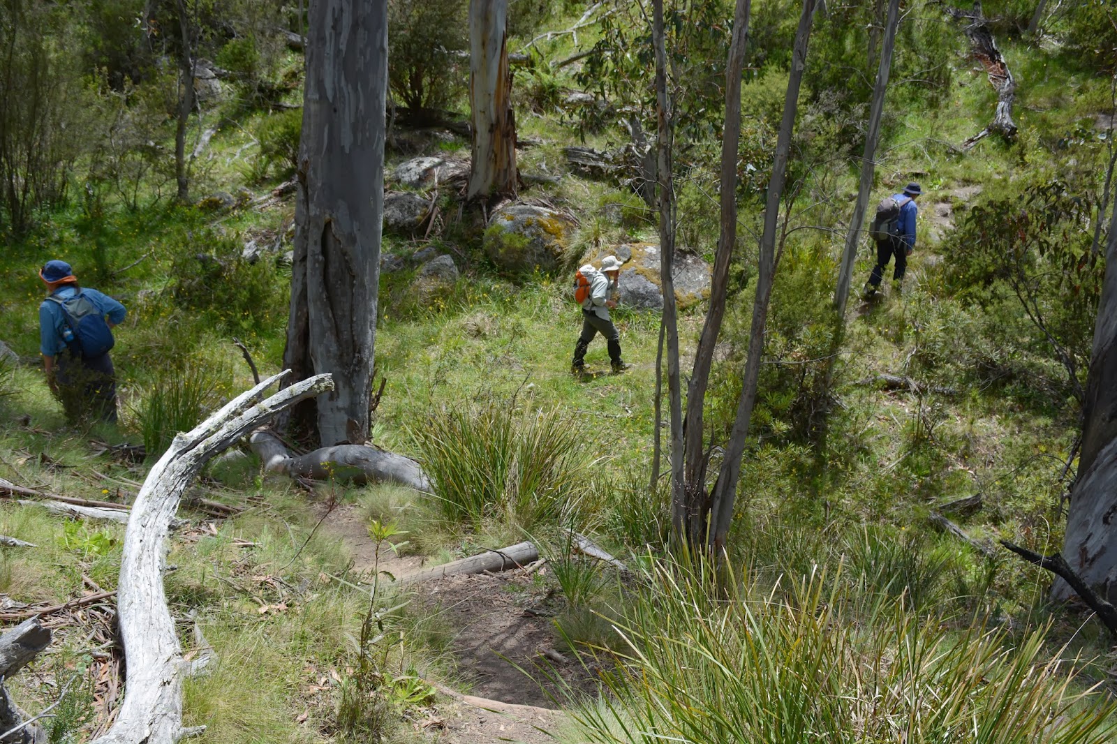 walkabouters club of victoria inc: Waterfall Track