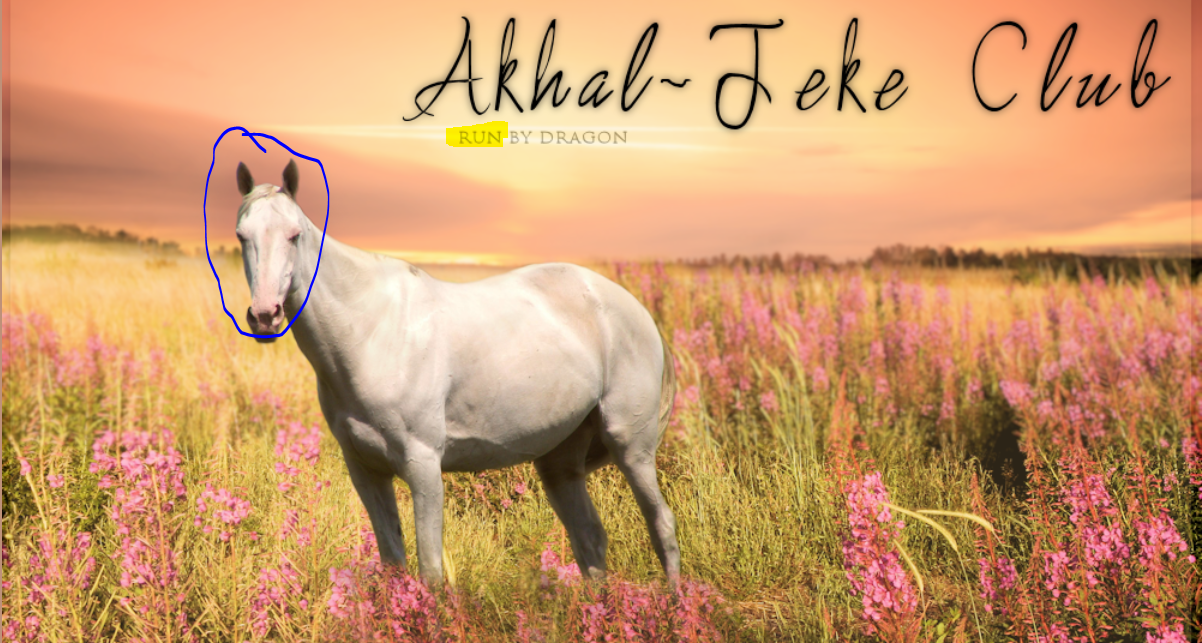 Horseland Lols: mmmmk