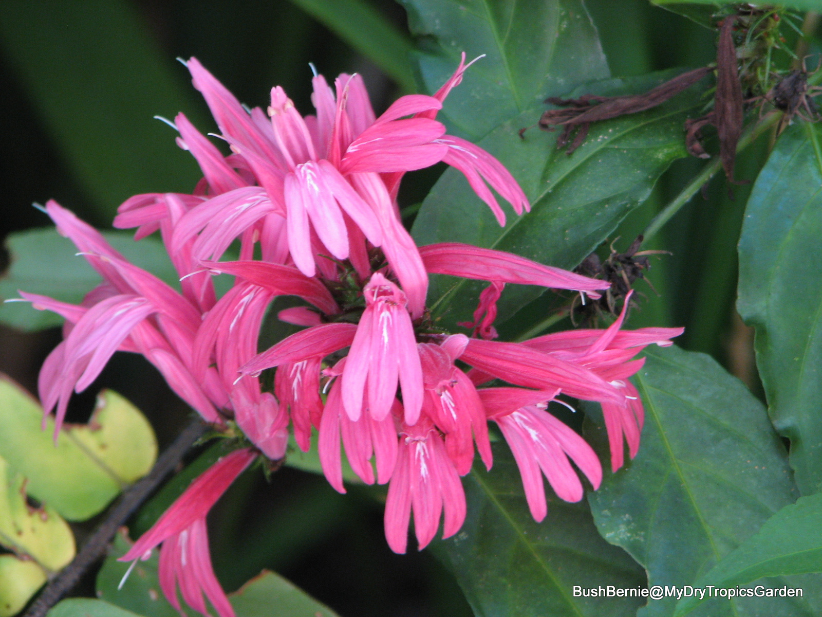 Bush Bernie's Blog: Flower Flaunt Friday ... On This Last Day of Winter