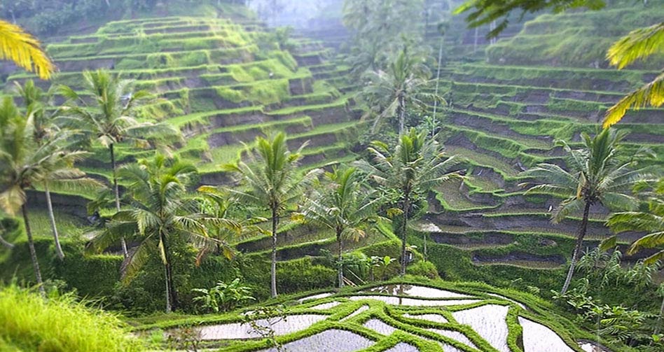 Best Rice Terraces in Bali