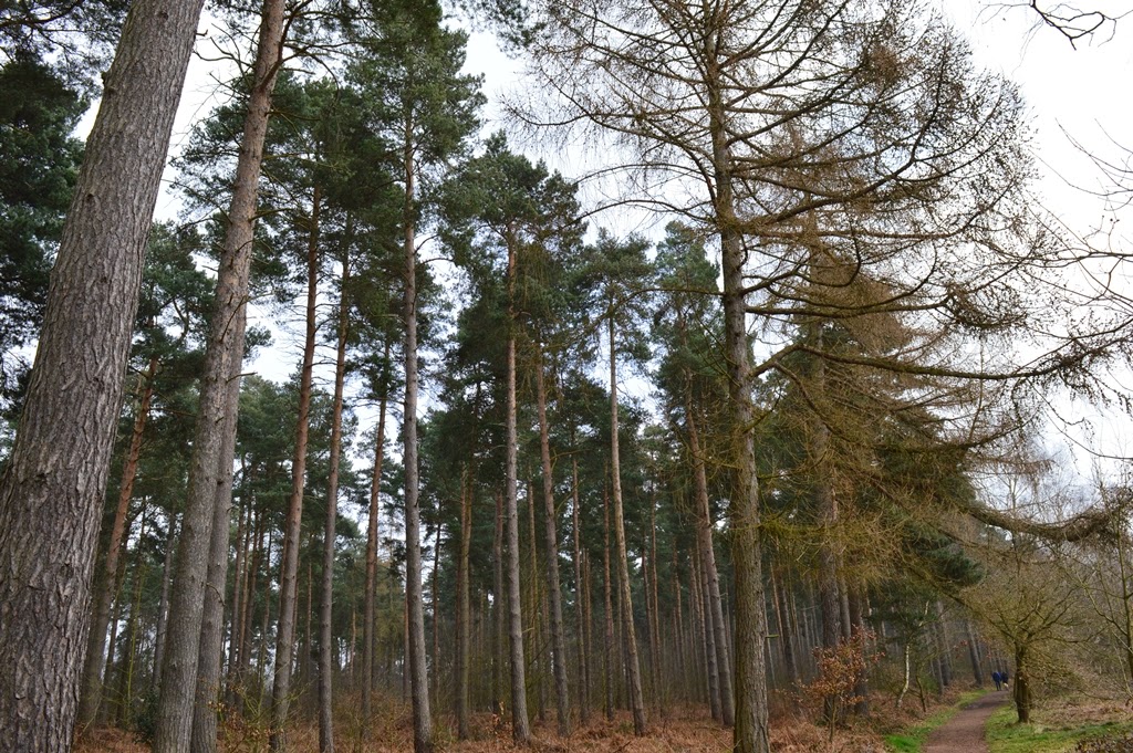Louise Dawson Design: A Little Holiday In Sherwood Forest, Nottingham!