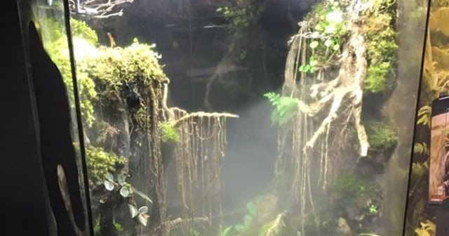 Check Out This Dagobah Themed Terrarium