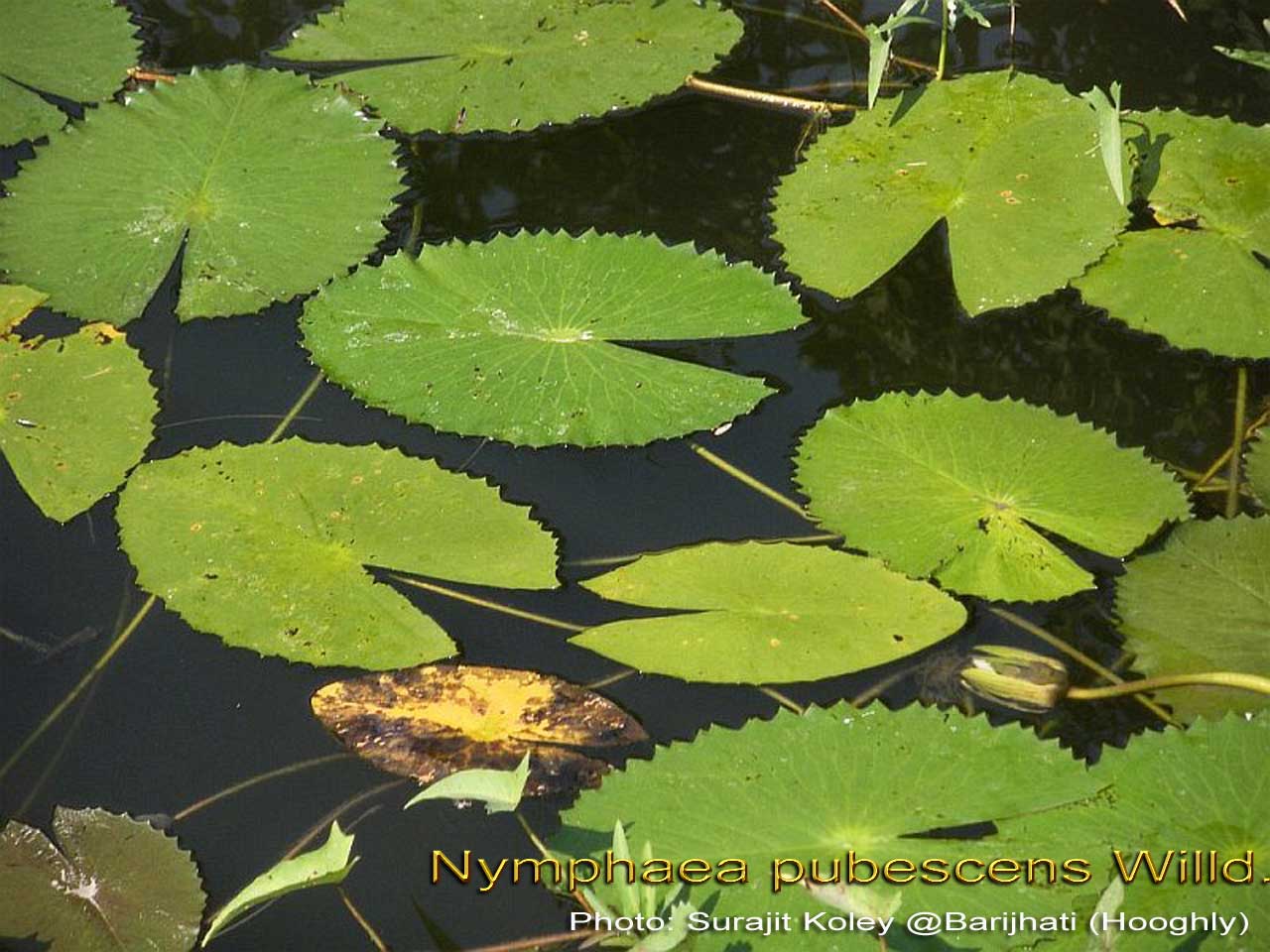 Medicinal Plants: Nymphaea pubescens Lotus Water lily kumuda