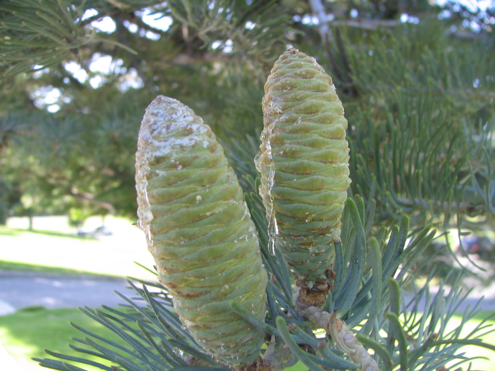 Trees of Santa Cruz County: Abies concolor - White Fir