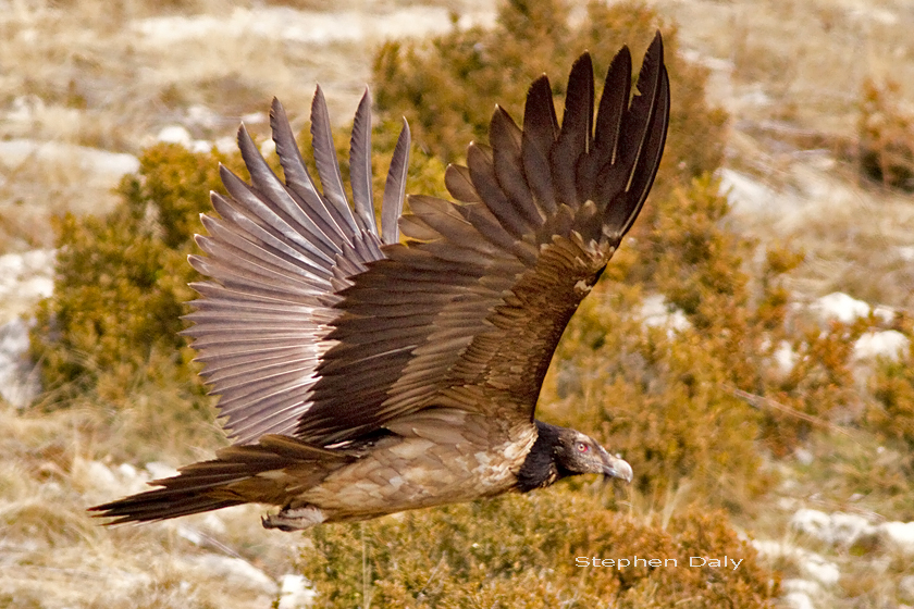 Vultures in Spain | Focusing on Wildlife