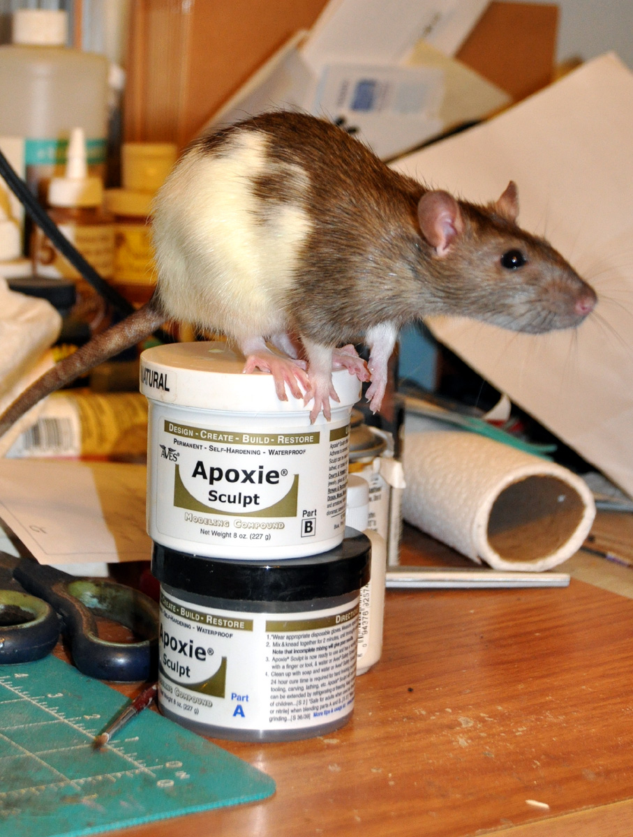 Jennifer's Photo Blog: Circus rat