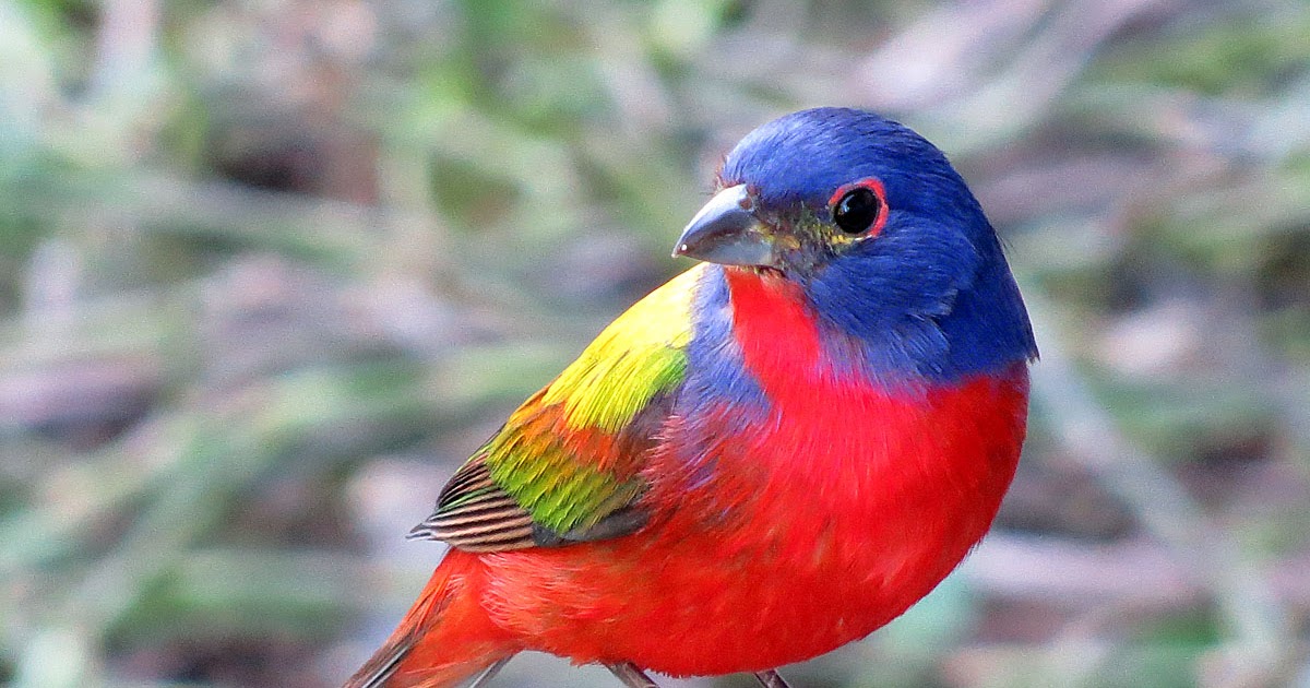 Variety of Life: Cardinalidae