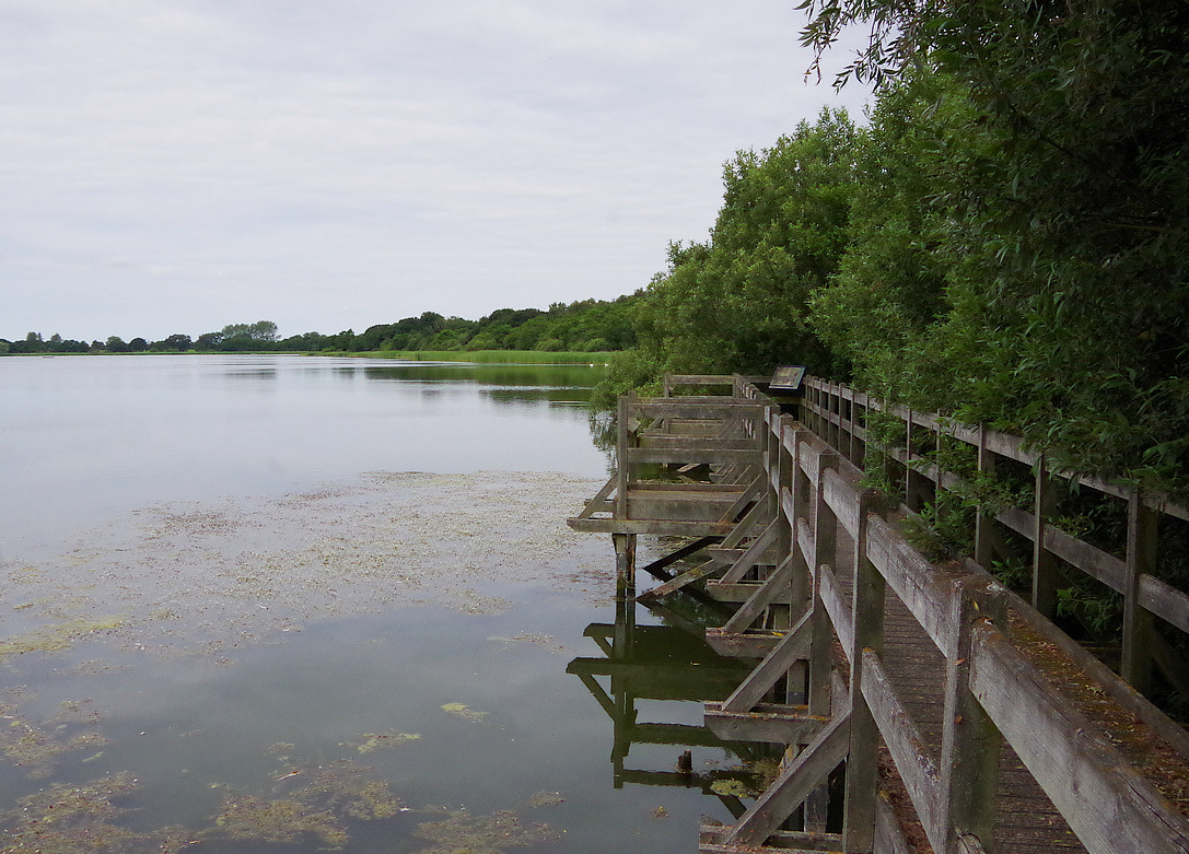 Birds of the Heath: Lesser Emperor at Filby Broad
