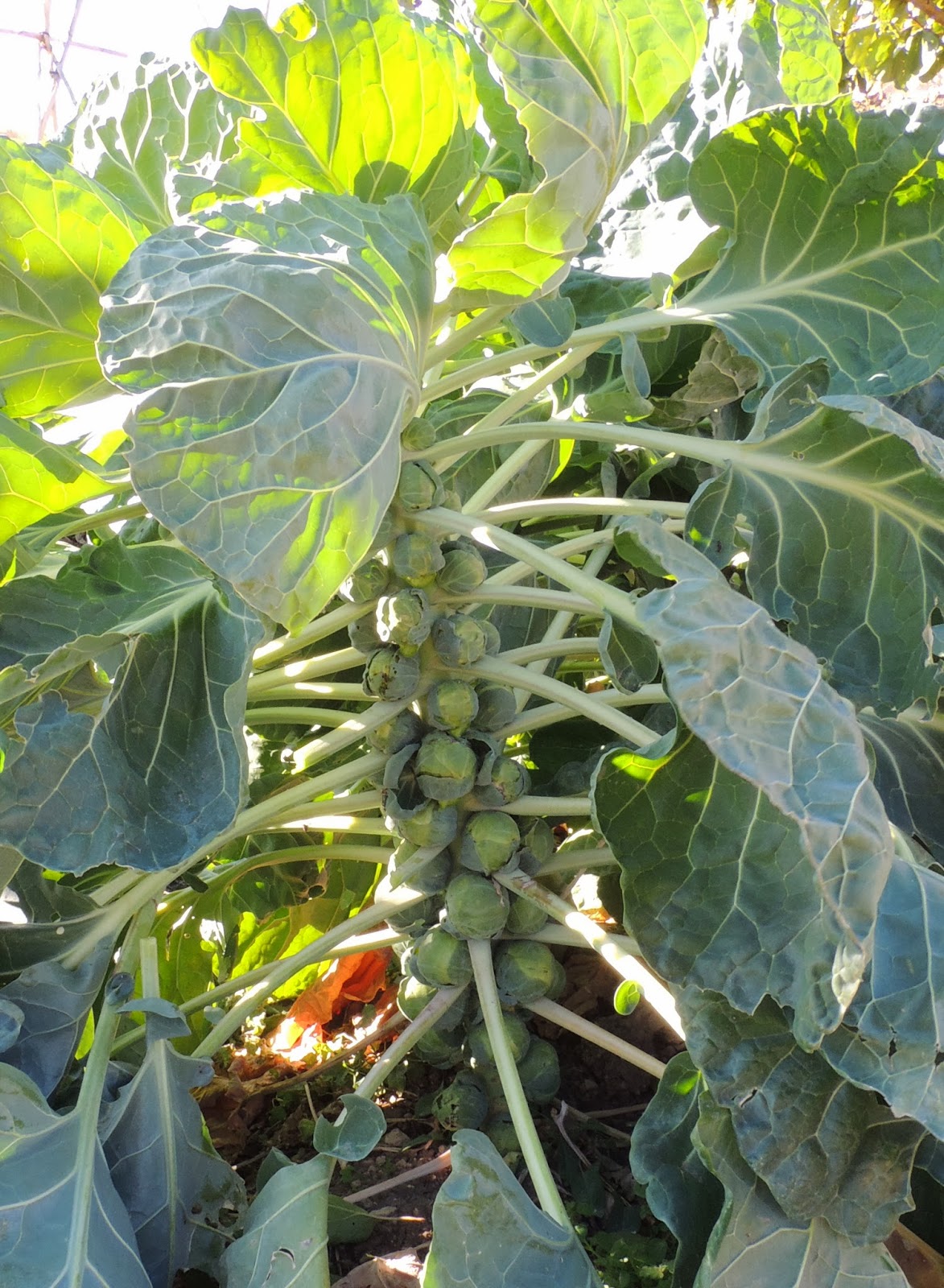 Relatos Naturalistas: LAS COLES, CULTIVO DE INVIERNO.