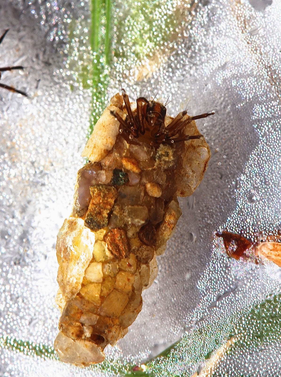 Aquatic Insects of Central Virginia: Winter stoneflies on a cold winter ...
