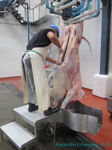 Mom at the Meat Counter: What Temple Grandin wants the world to know ...