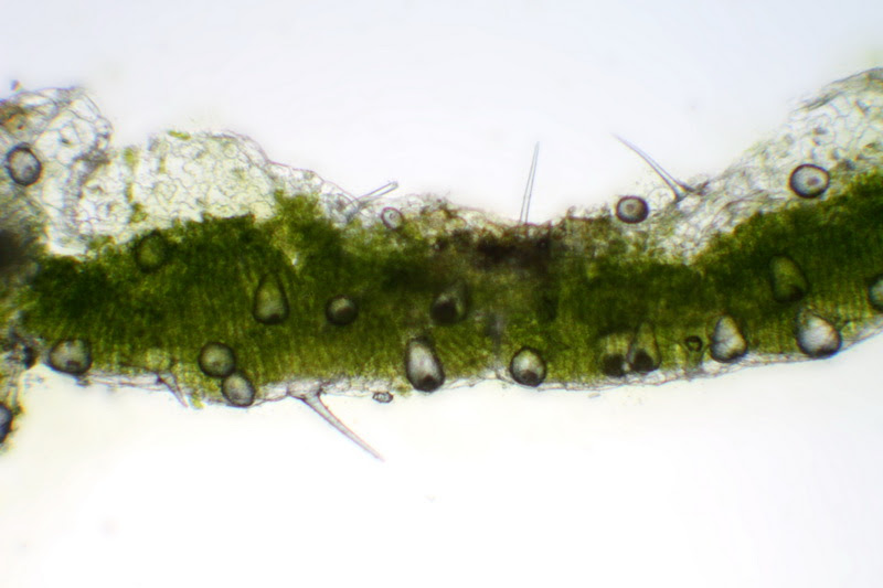 EL MUNDO MICROSCÓPICO DE LAS PLANTAS: Urtica urens L.