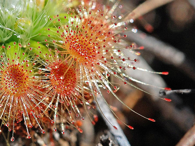 The Deadly Dewdrops of the Drosera ~ Kuriositas