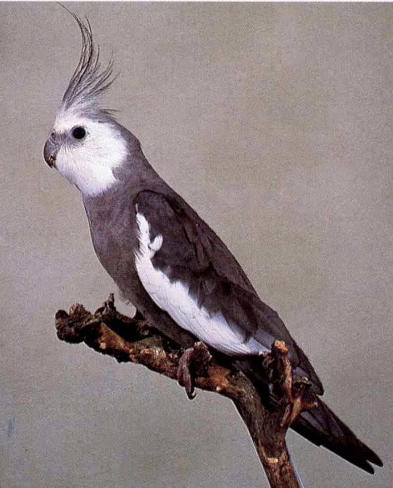 Cockatiel Breeder Malaysia Whiteface