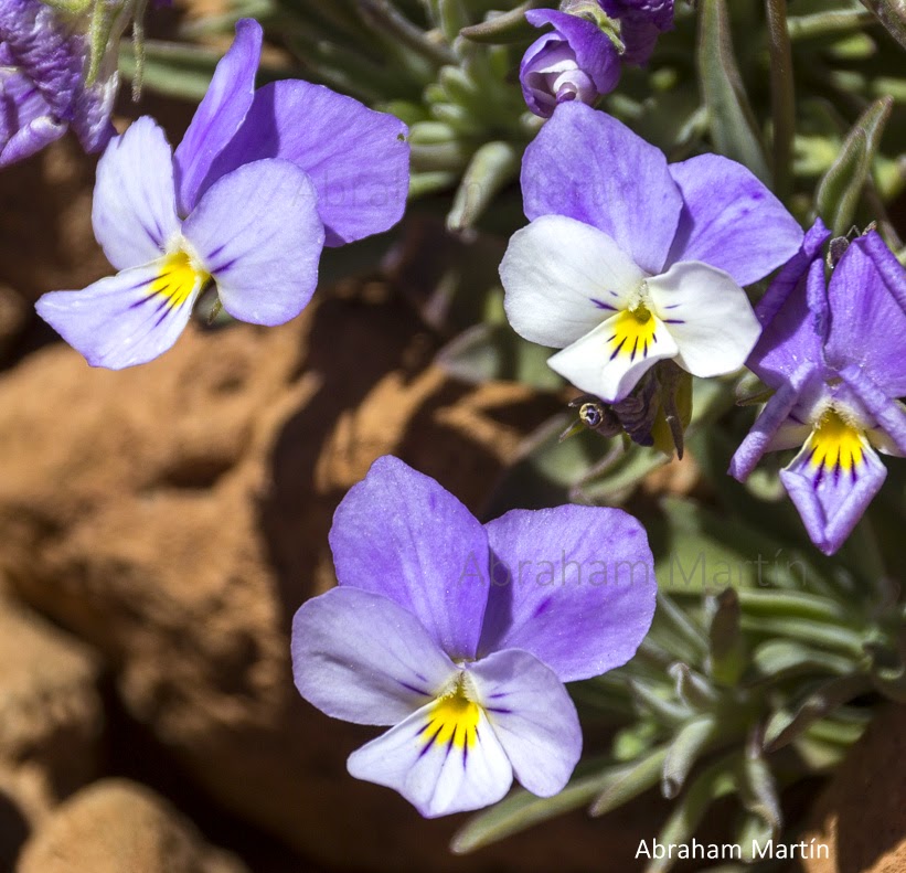 TENERIFE EN IMÁGENES: VIOLETA DEL TEIDE EN FLOR (MAYO, 2015)