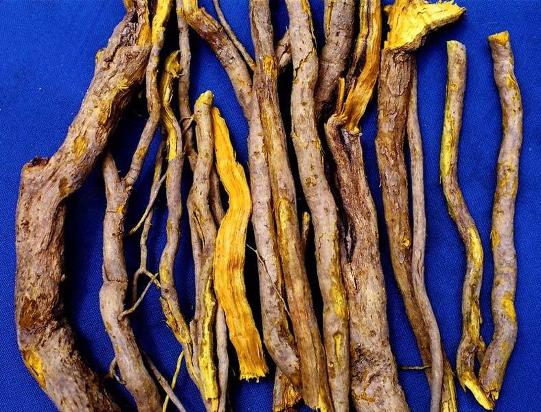 Berberis Lycium سمبلو، زیڑلرگے، کورے - Noons.info