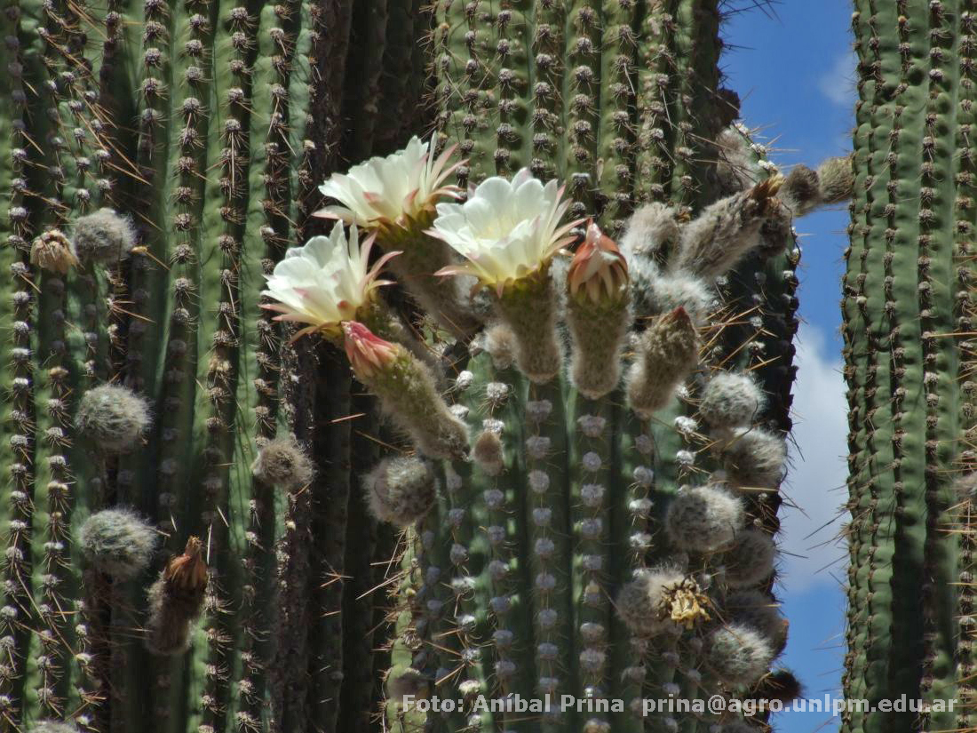 Argentina nativa: Pasacana (Trichocereus atacamensis)