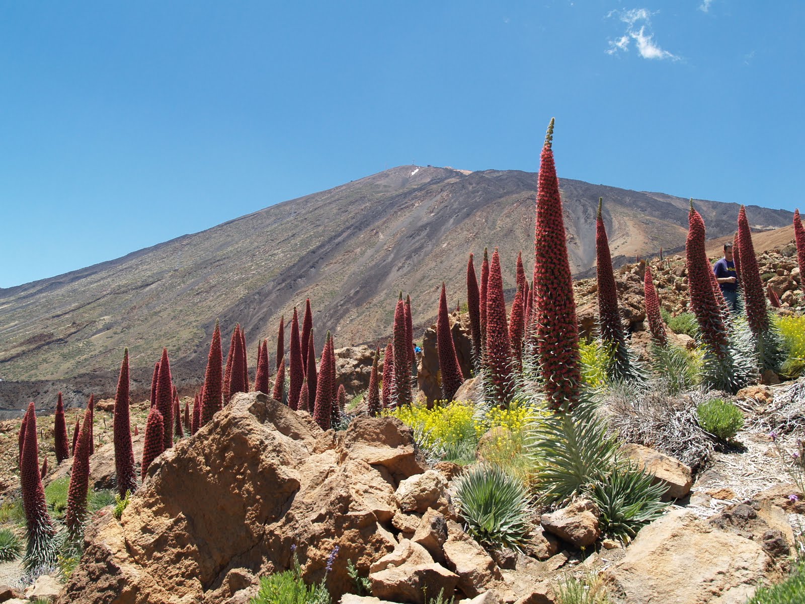 Las Cañadas del Teide, Los Tajinastes Rojos ~ SoloMochila España